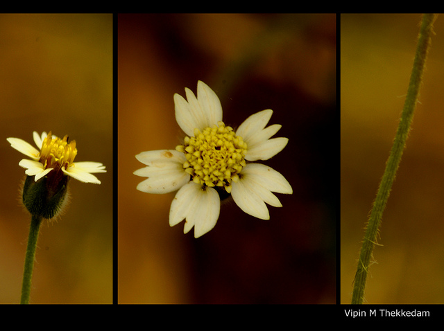 Five Leaf Flower